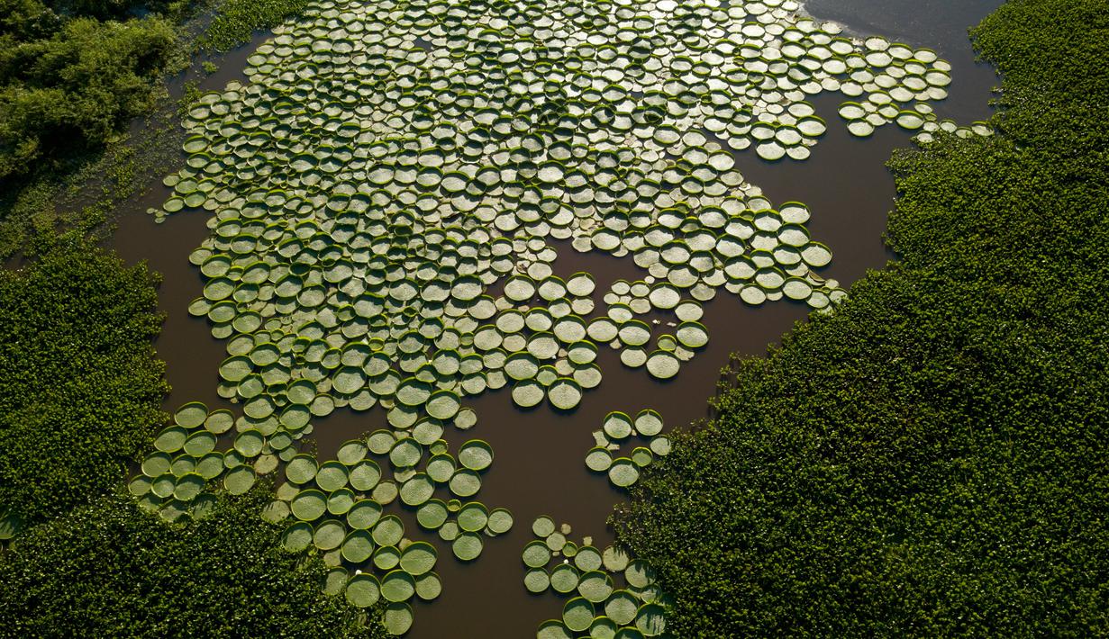 FOTO: Keindahan Sungai di Paraguay yang Dipenuhi Teratai Raksasa - Foto ...