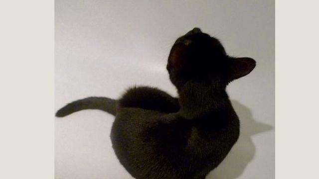 6 Ilusi Optik Kucing Hitam Ini Bikin Bingung, Perlu Kucek Mata