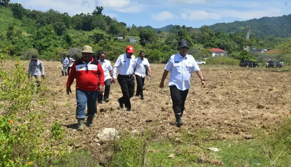 Ketika Domba Garut Bertemu Dorper Australia - Regional Liputan6.com