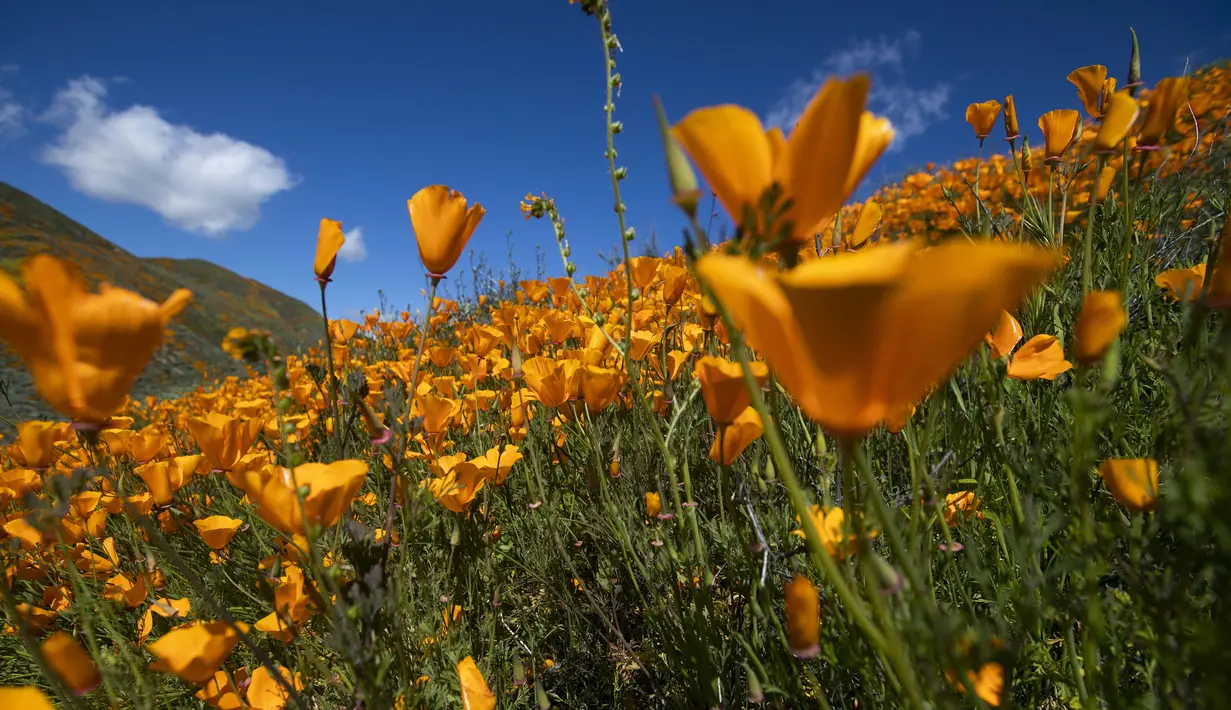 FOTO: Keindahan Bunga Poppy Liar yang Mekar di California - Foto ...