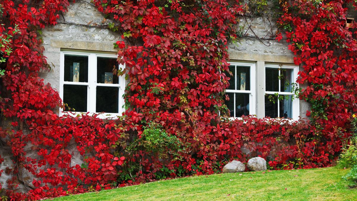 10 Tanaman Rambat Hias untuk Pagar dan Dinding, Percantik Eksterior ...