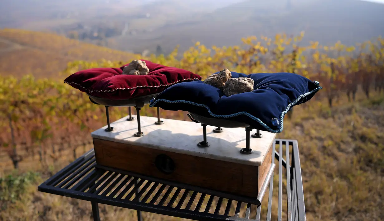 PHOTO: Jamur Truffle Putih Asal Italia Ini Terjual dengan Harga Rp 1,1 ...