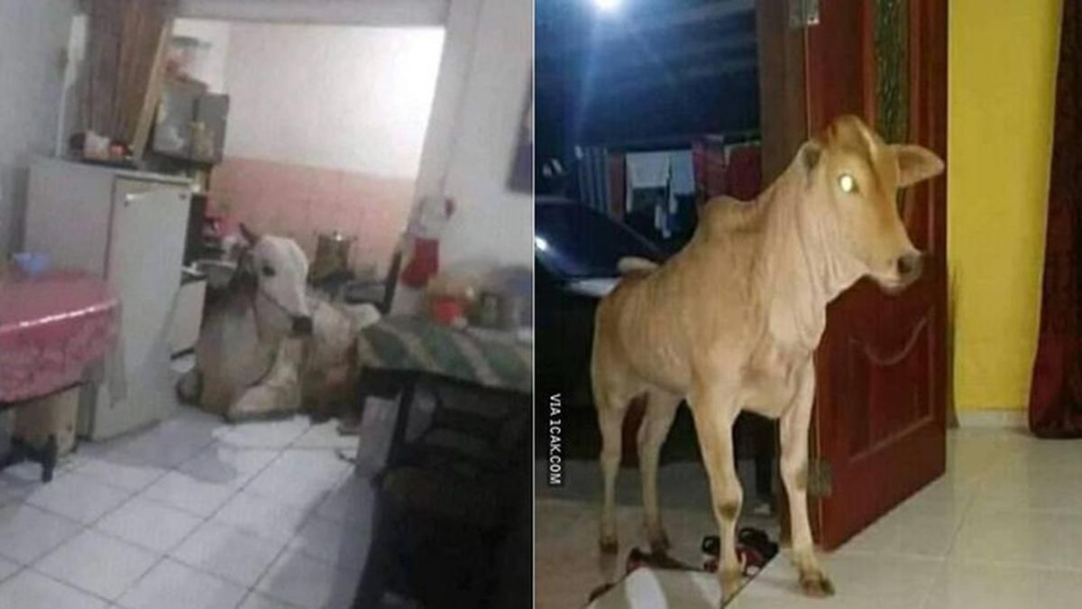 6 Potret Sapi Masuk Rumah Ini Bikin Bingung Cara Usirnya - Hot Liputan6.com