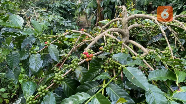 Mengenal Kopi Arabika Kintamani yang Punya Cita Rasa Unik - Citizen6 ...
