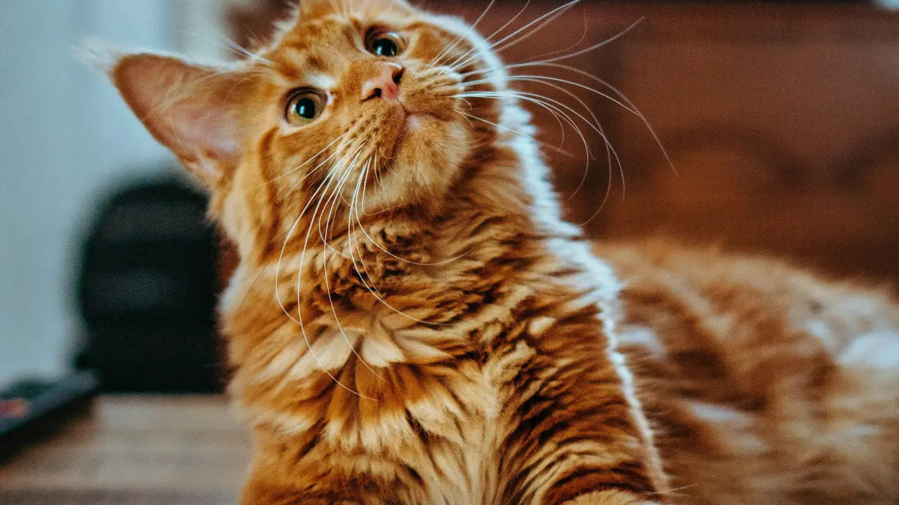 "Gemoy Banget! Ini 7 Gaya Kucing yang Bikin Hati Meleleh