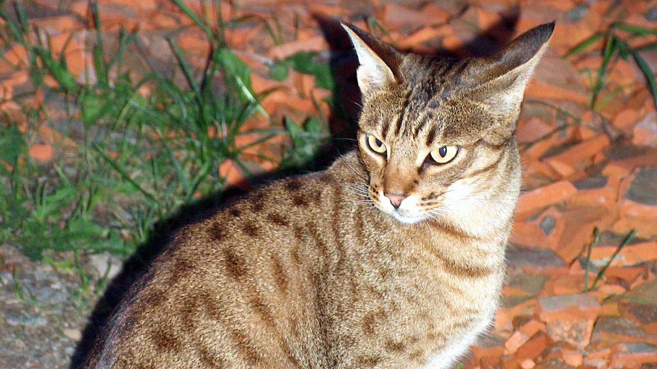 10 Karakter Lucu dan Unik Kucing Mujair, Konon Nenek Moyangnya dari ...