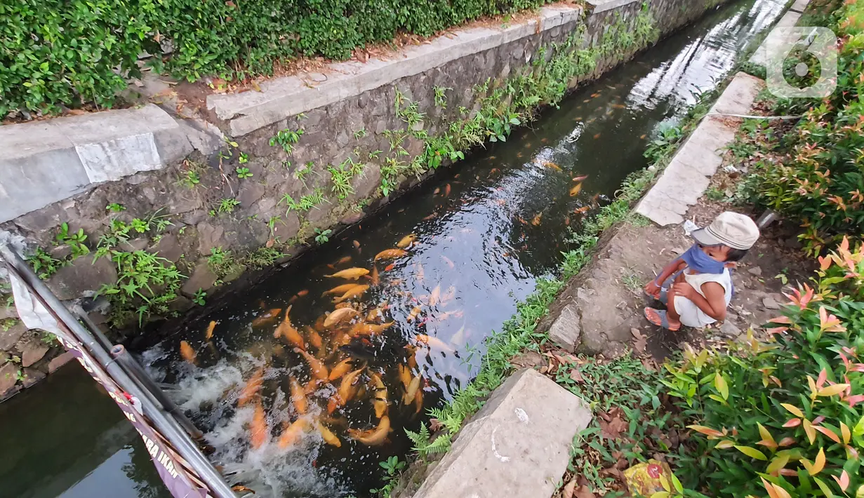 FOTO: Warga Puri Pamulang Menyulap Selokan Jadi Kolam Ikan - Foto ...