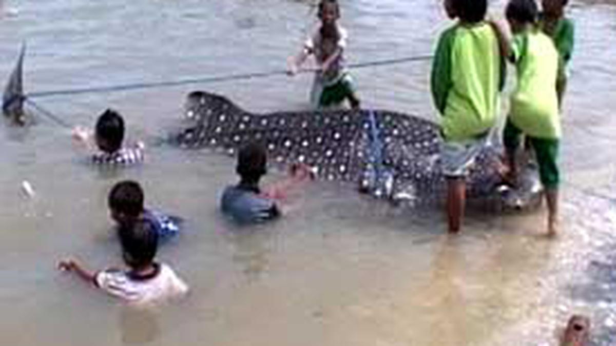 Terjaring Nelayan, Seekor Hiu Mati - News Liputan6.com