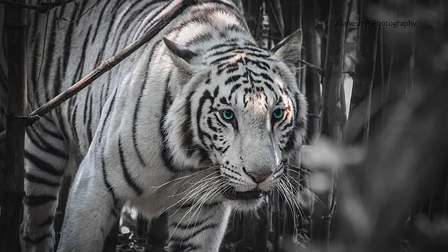 15 Fakta White Tiger atau Macan Putih, Ini Nasibnya di Tengah Ancaman ...