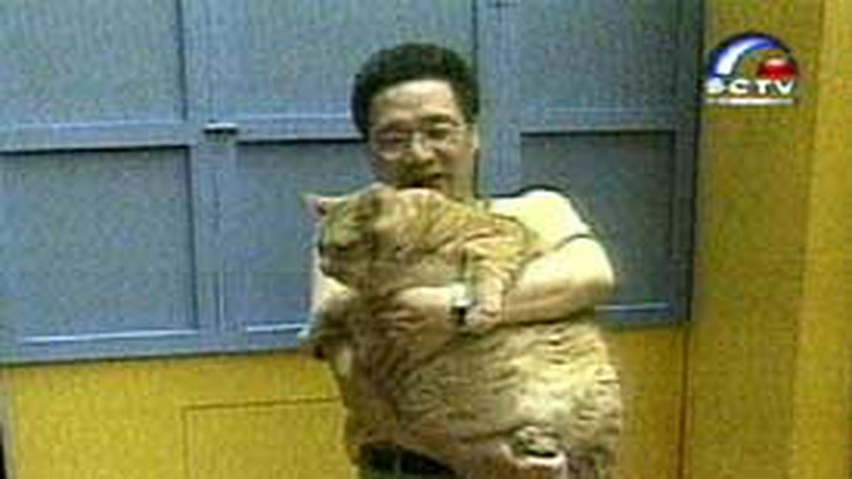 Mimi, Kucing Tergemuk Se-Asia - Global Liputan6.com