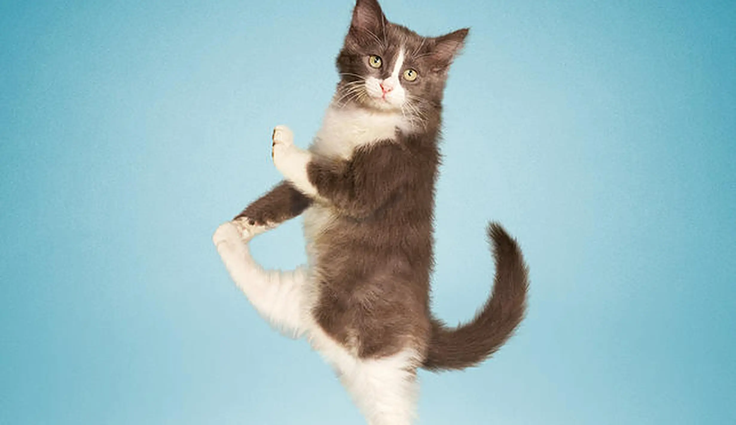 Kucing-Kucing Ini Lebih Pintar Pose Yoga Ketimbang Anda - Photo Fimela.com