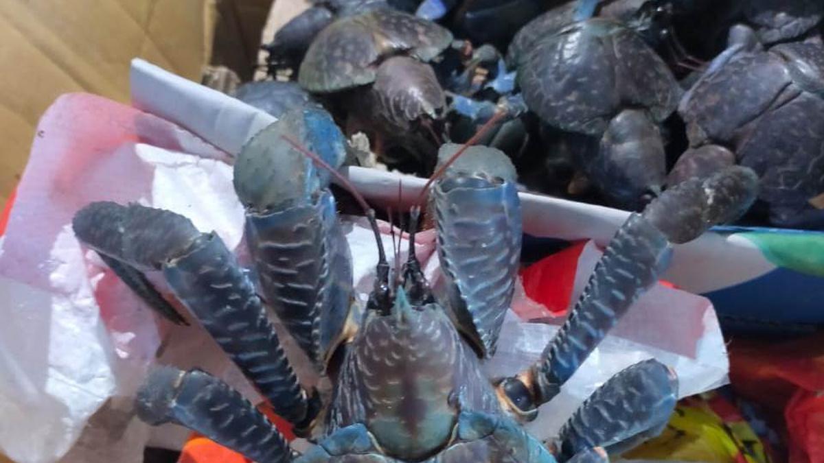 Karantina Sulut Gagalkan Upaya Penyelundupan Puluhan Ketam Kenari dari ...