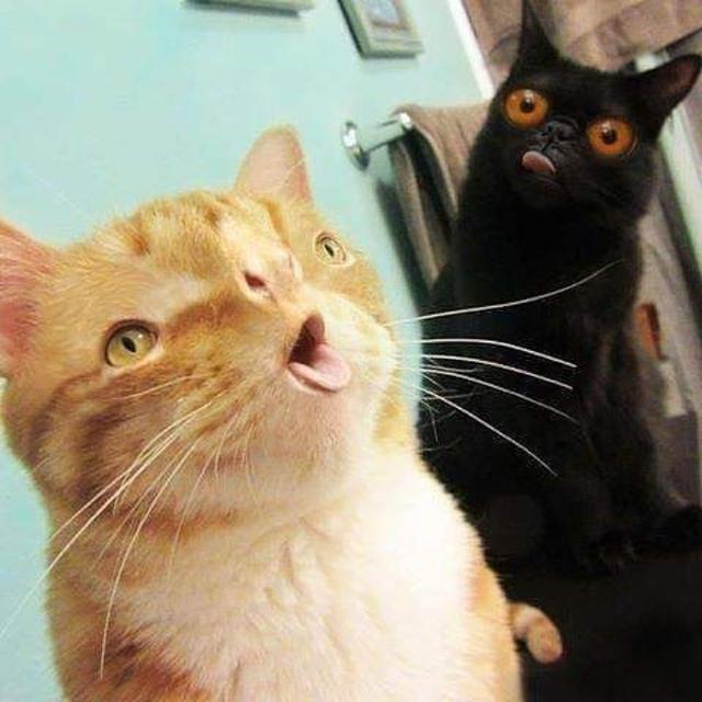 6 Editan Foto Kucing Ini Bikin Tepuk Jidat, Idenya Kelewat Unik