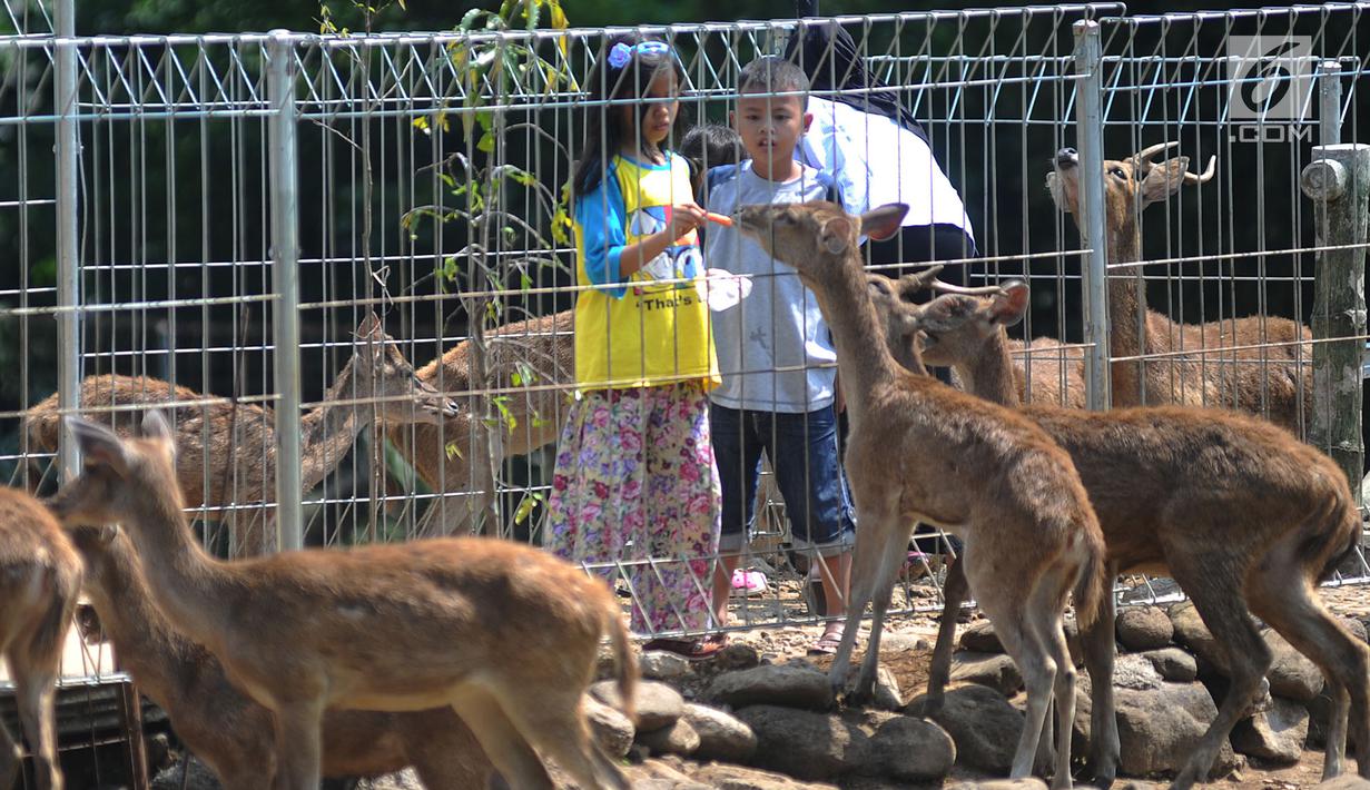 FOTO: Asyiknya Memberi Makan Rusa Jawa di Penangkaran Bogor - Foto ...