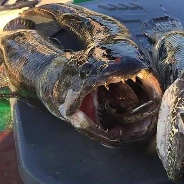 6 Tangkapan Hasil Mancing Ini Bikin Mata Melotot, Bentuk Ikannya Unik ...