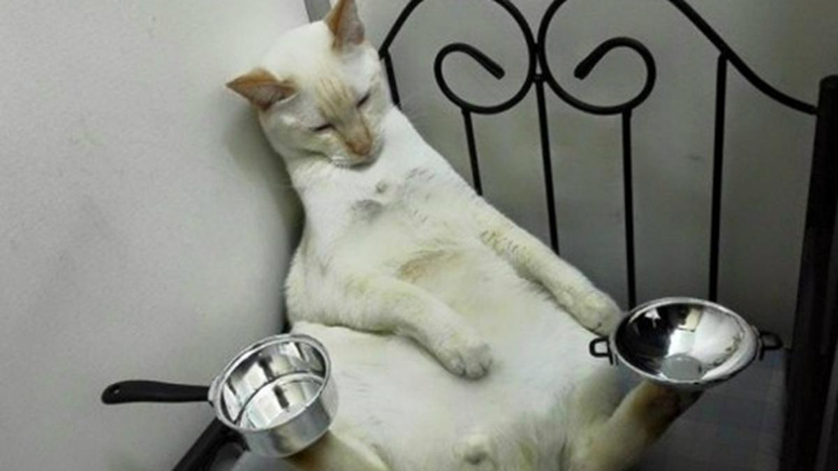 Berbeda Dengan Kucing Lain, Kucing Ini Tunjukkan Bakat Unik Dengan Kakinya