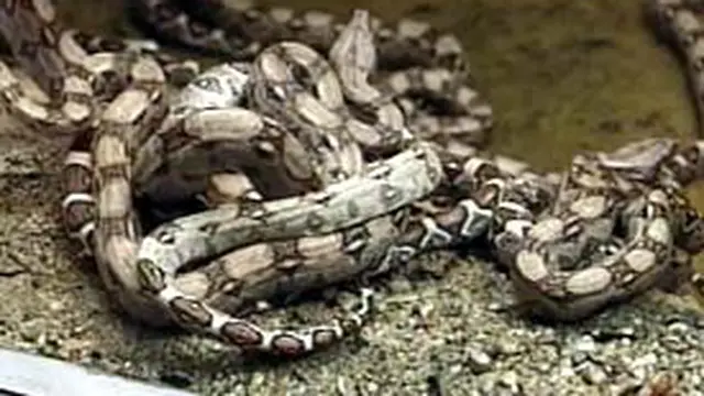 Kebun Binatang Munich Memamerkan Belasan Bayi Ular - Global Liputan6.com