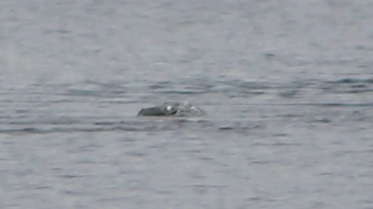 Penampakan Baru Monster Loch Ness, Terekam dalam Foto Paling Menarik ...
