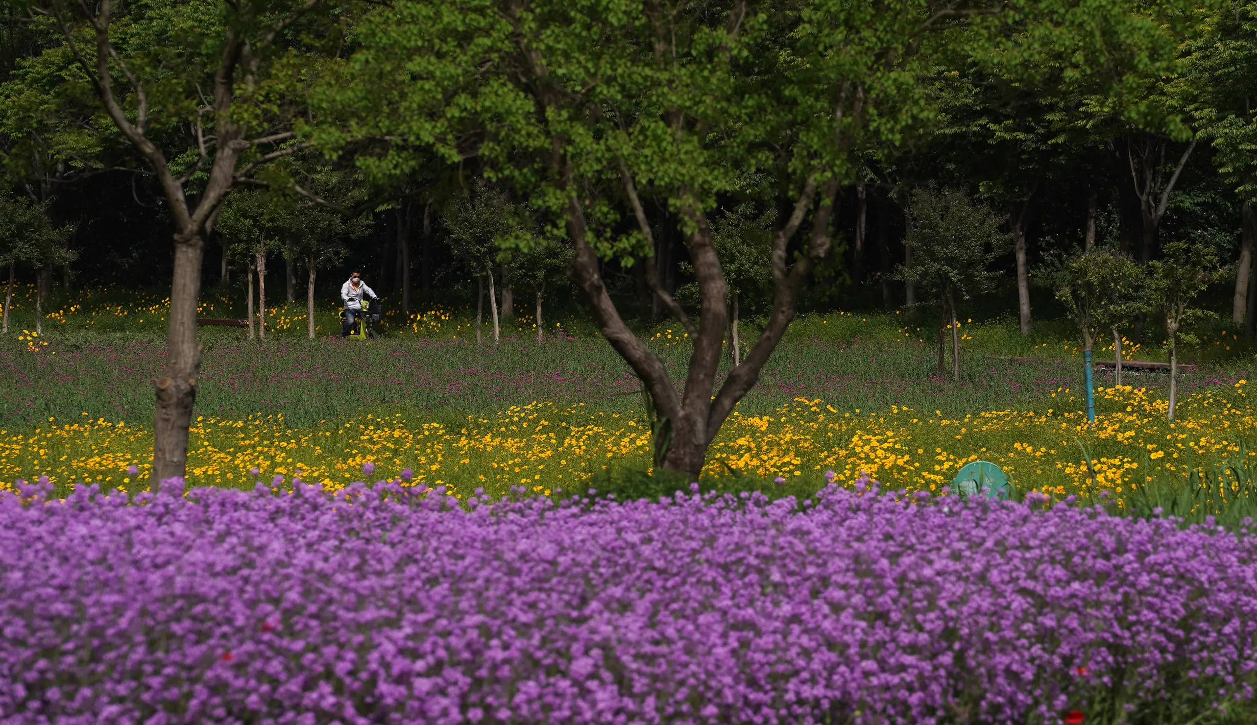 FOTO: Melihat Ladang Bunga di Taman Hutan Gunung San Tai China - Foto ...