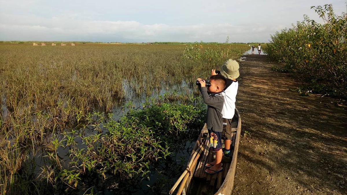 Pesona Pagi Burung Migran Membius 2 Bocah Sekawan di Danau Limboto ...