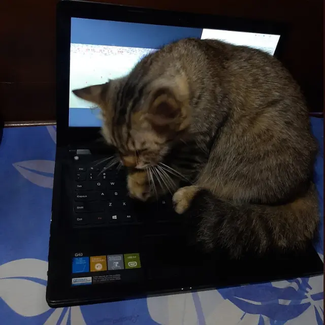 Jadi Tempat Favorit untuk Bersantai, Ini Alasan Kucing Kerap Tidur di ...