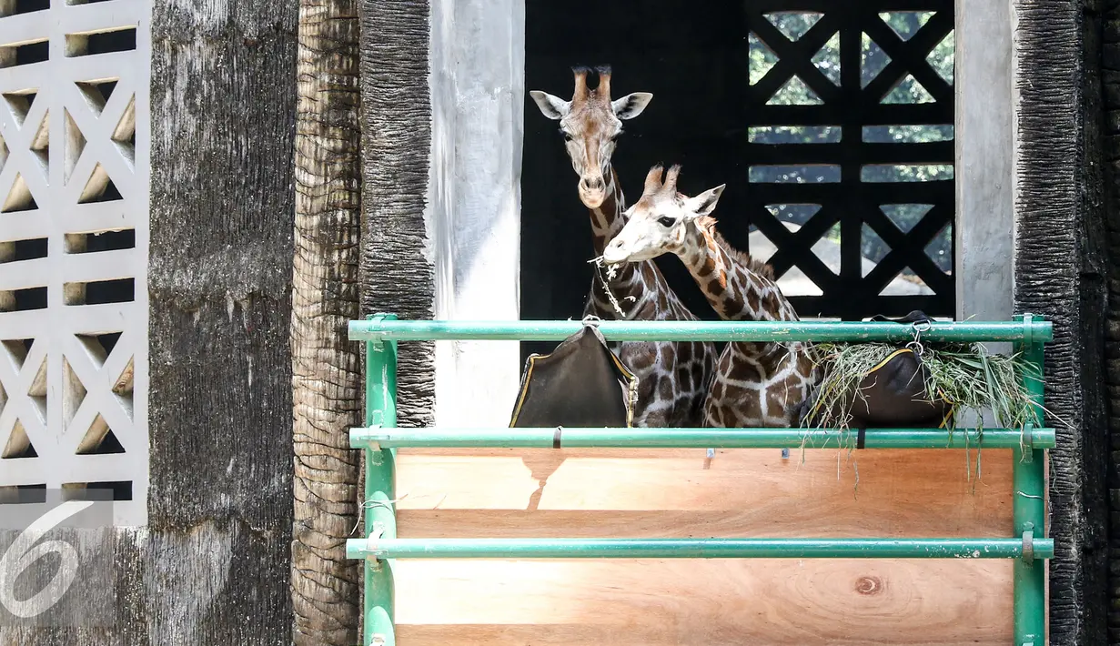 Dirgah dan Ayuri70 Resmi Jadi Penghuni Baru Ragunan - Foto Liputan6.com