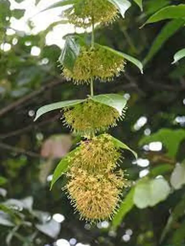 Manfaat Gambir yang Sudah Banyak Ditinggalkan, Berguna Bagi Kesehatan ...