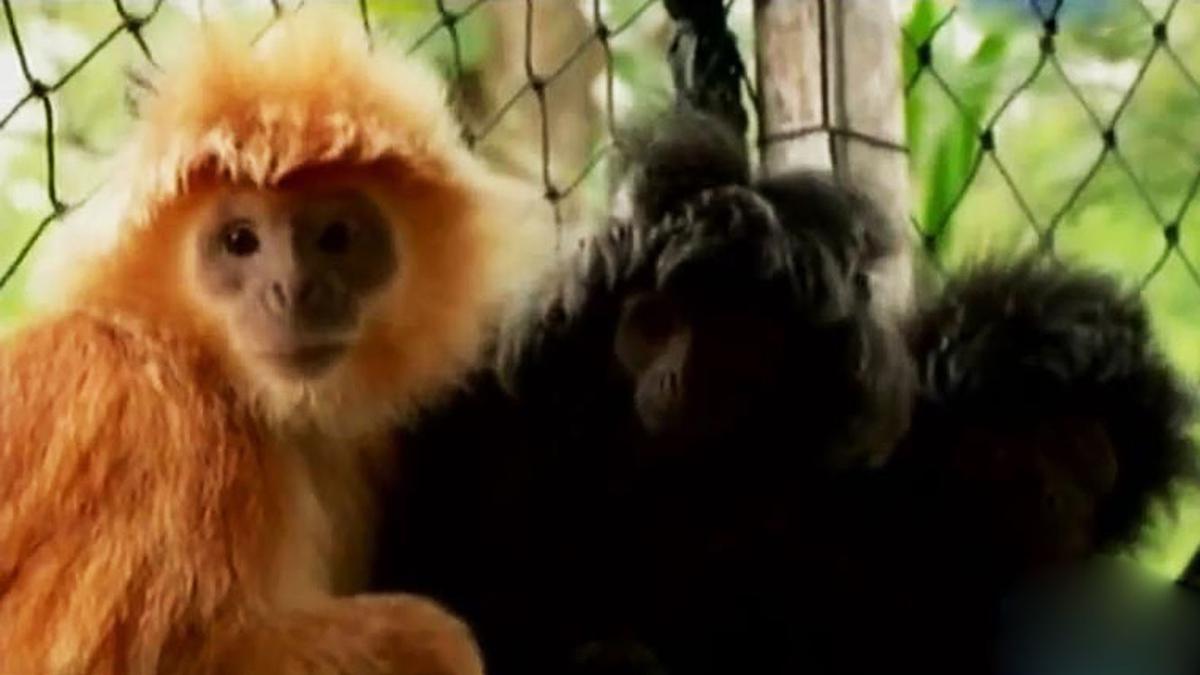 Penampakan Lutung Merah Langka di Sungai Kalimantan - Regional Liputan6.com