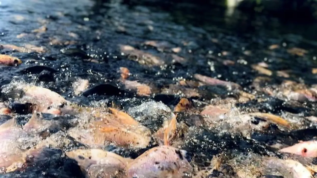Cara Budidaya Ikan Nila 500 Ekor untuk Pemula, Kolam Tanah atau Terpal ...