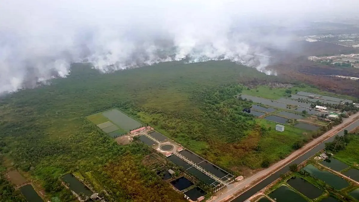 Artikel Kebakaran Hutan Kalimantan Hari Ini - Artikel Terbaru Terkini | Liputan6.com