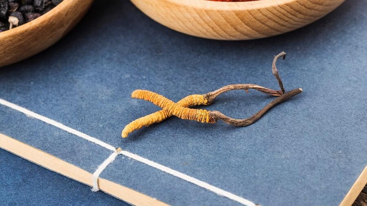 6 Manfaat Jamur Cordyceps, Jamur Zombie di Serial 'The Last of Us ...