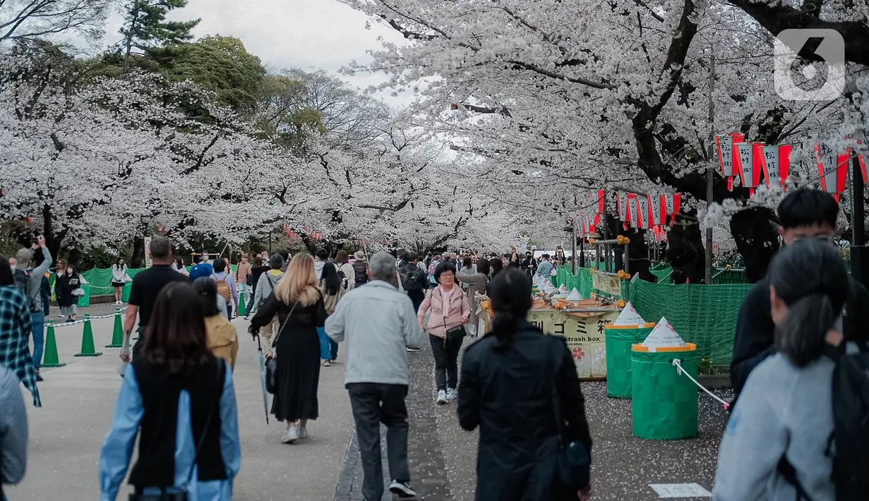 Menikmati Bunga Sakura Bermekaran di Jepang - Foto Liputan6.com
