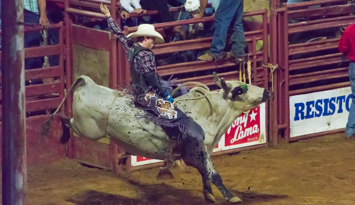 FOTO: Pameran Ternak dan Rodeo di Denton, Texas - Foto Liputan6.com