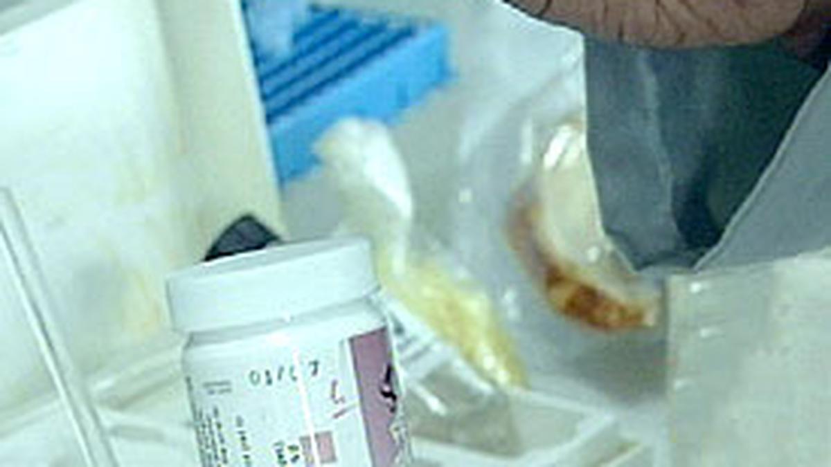 Cara Baru Uji Formalin pada Makanan - News Liputan6.com