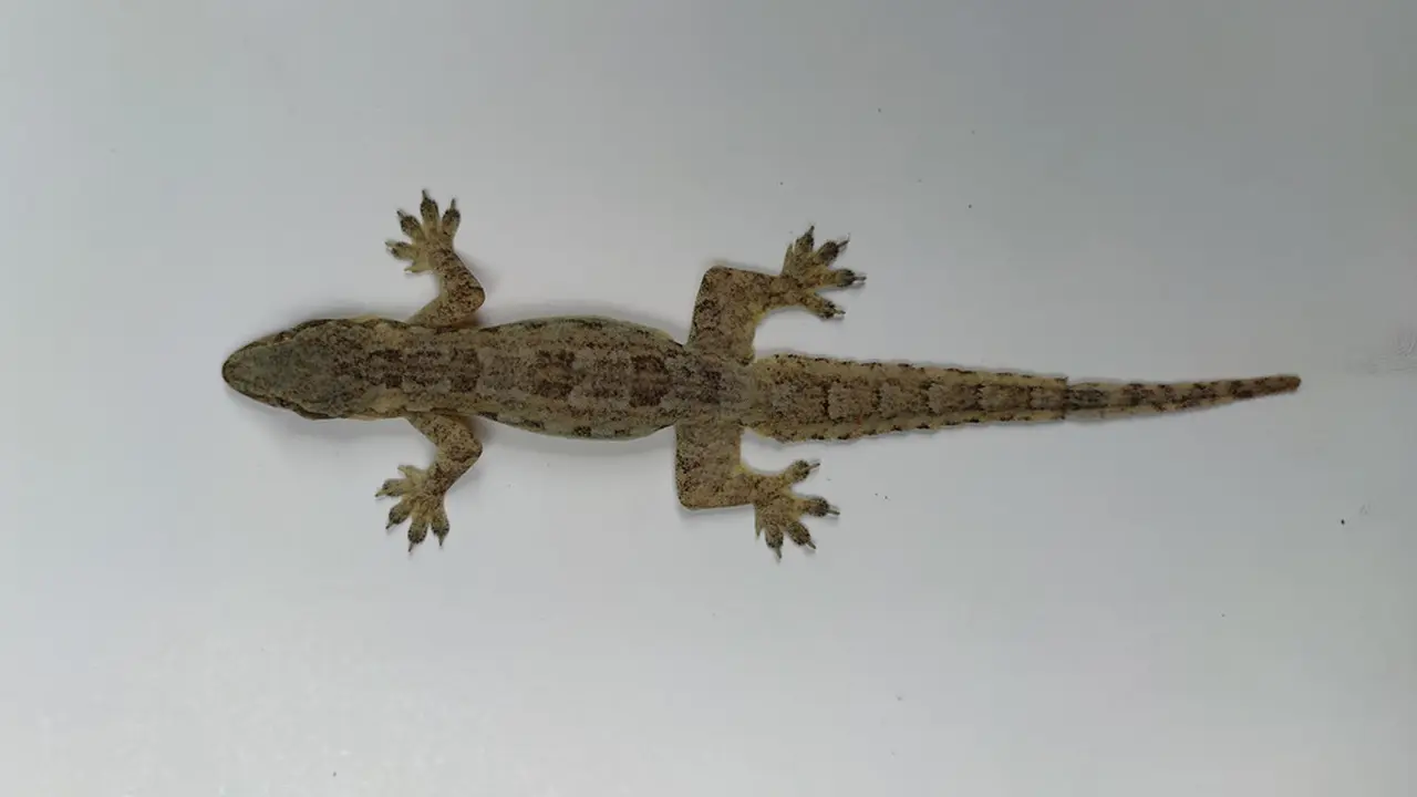 4 Ciri-Ciri Cicak yang Wajib Diketahui, Lengkap dengan Keunikannya ...