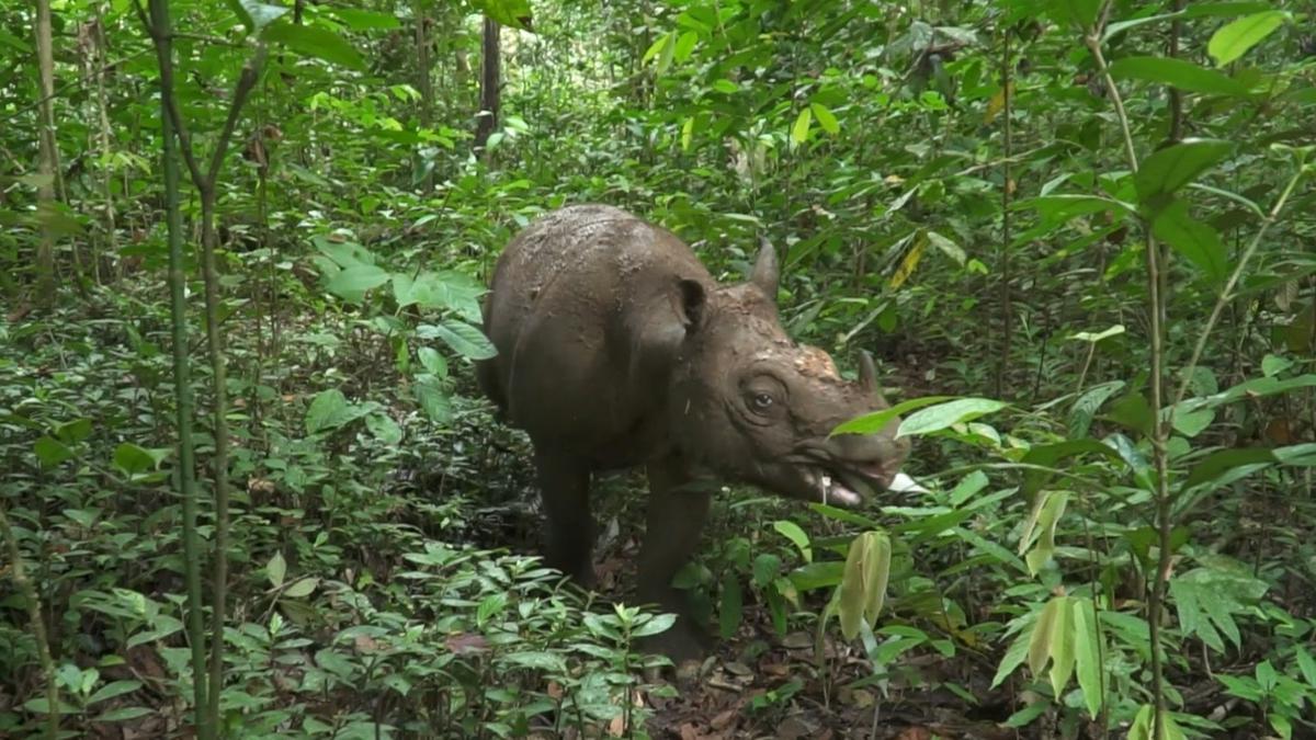 Misi Penyelamatan Badak Kalimantan Terakhir di Muka Bumi