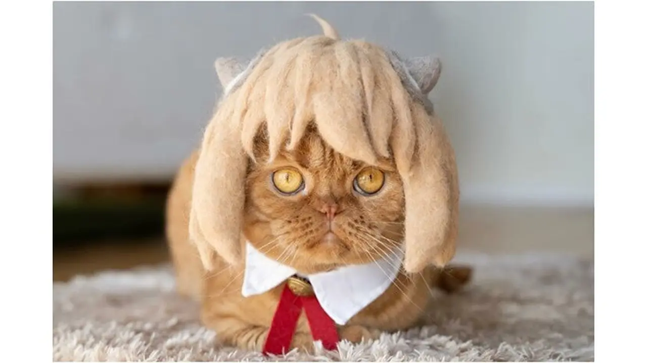6 Potret Kucing Pakai Topi Bergaya Rambut Anime, Gokil Banget - Hot ...