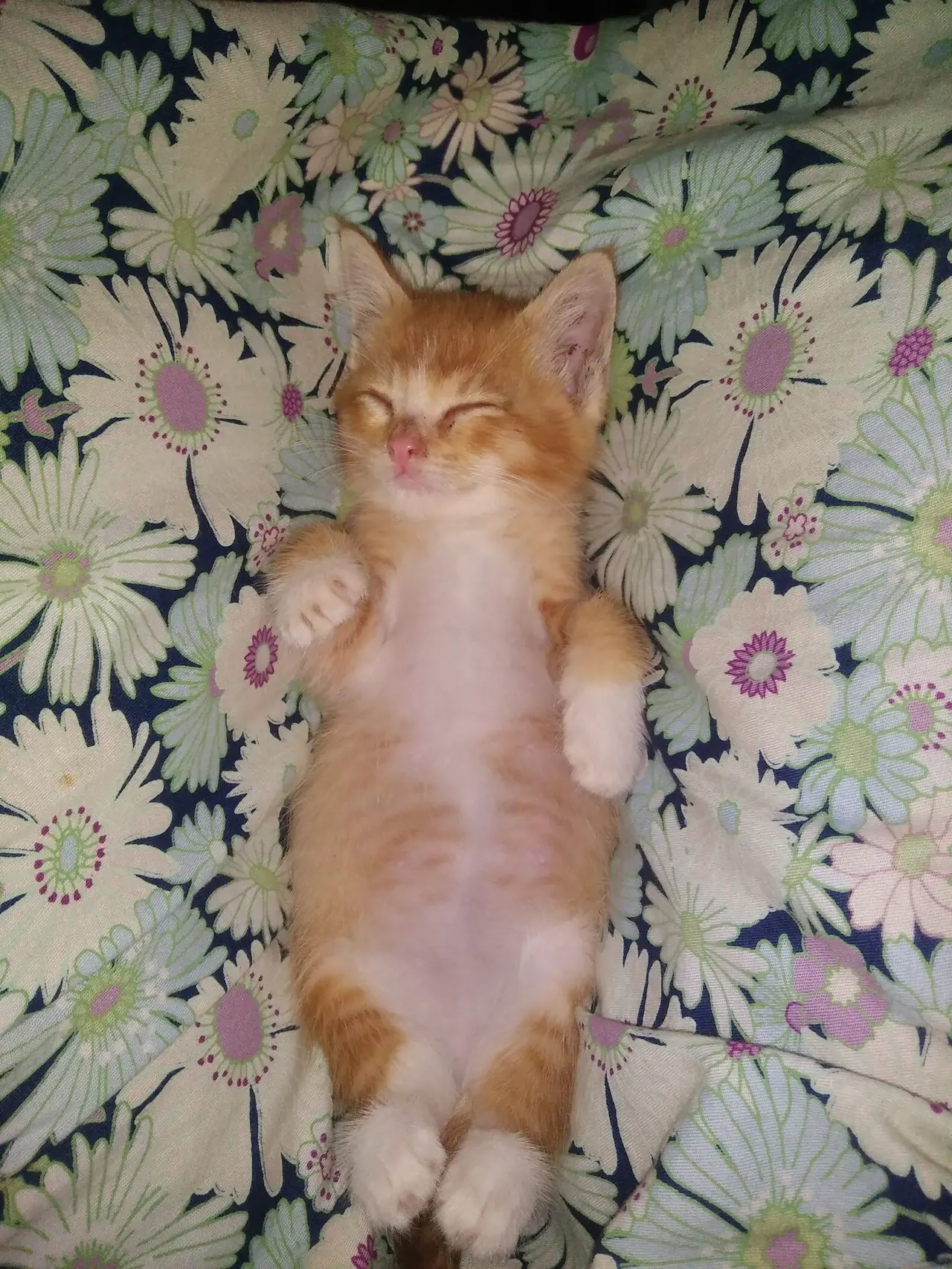 7 Potret Pose Kucing Tidur Telentang Ini Kocak, Bikin Salah Fokus - Hot ...