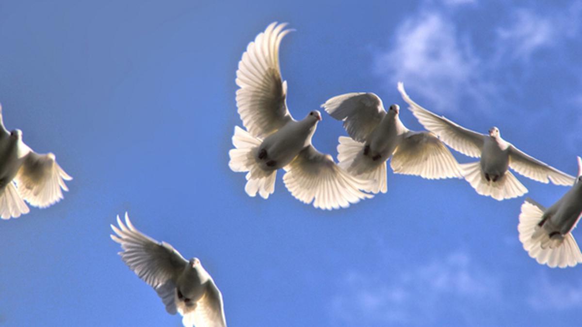 Lucunya Merpati Ini Ternyata Digunakan Untuk Menyelamatkan Kekasihnya