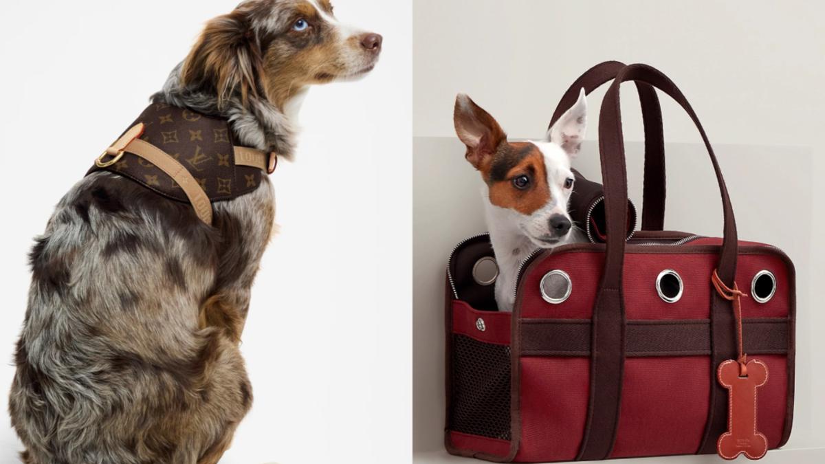 Bukan Cuma Manusia, Deretan Brand Luxury Ini Punya Koleksi yang Bikin ...