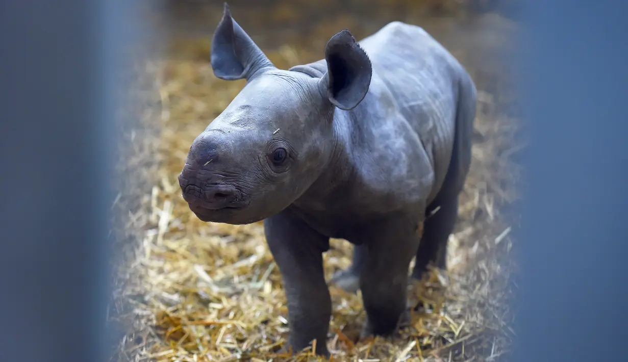 FOTO: Terancam Punah, Bayi Badak Hitam Lahir di Prancis - Foto Liputan6.com