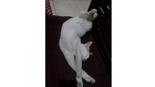 6 Potret Kucing Bergaya Akrobat Ini Bikin Gemas, Ada yang Kayang - Hot Liputan6.com