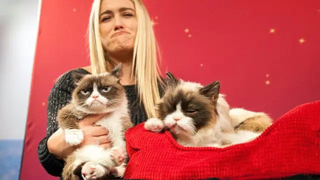 Punya Kucing Muka Cemberut, Wanita Ini Kantongi Rp 9,4 Miliar - Bisnis ...