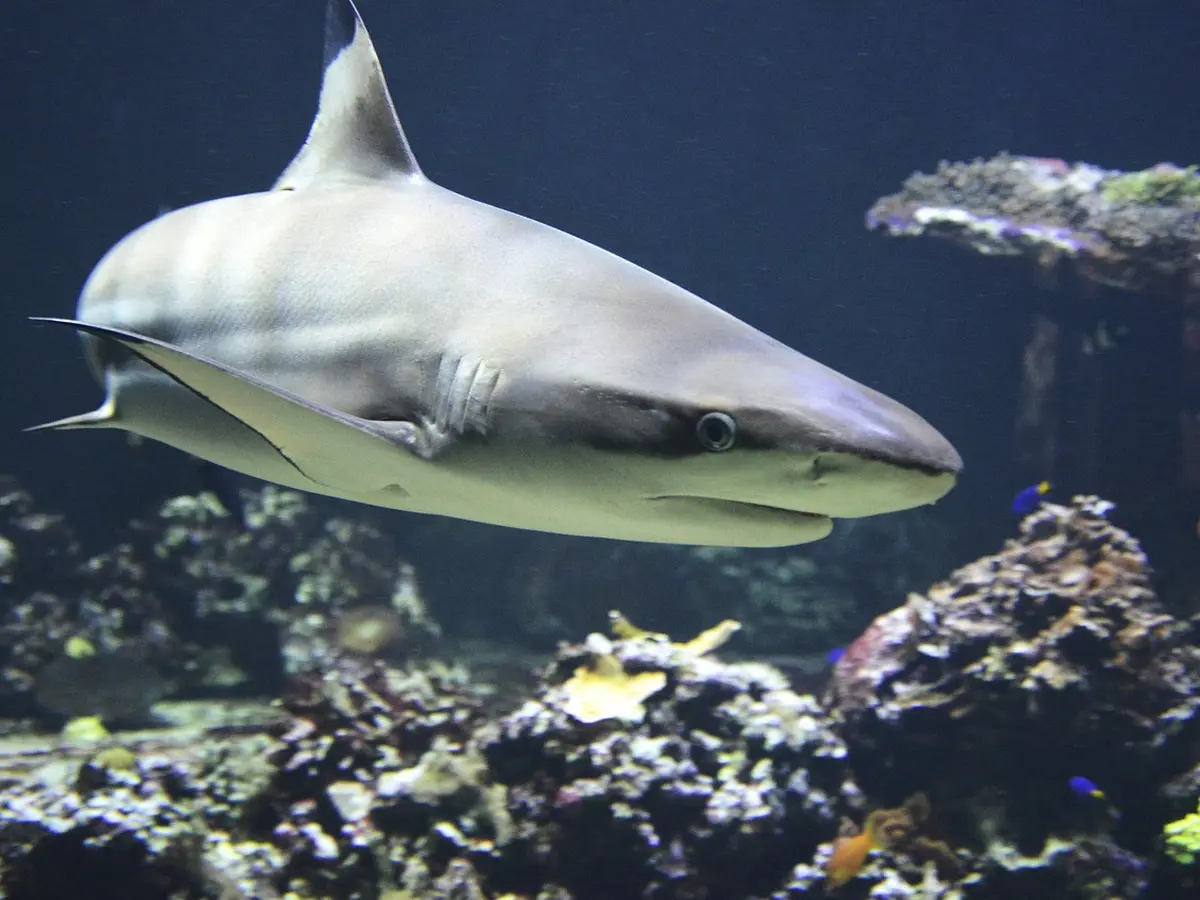Simbiosis Komensalisme Ikan Hiu Dan Ikan Remora