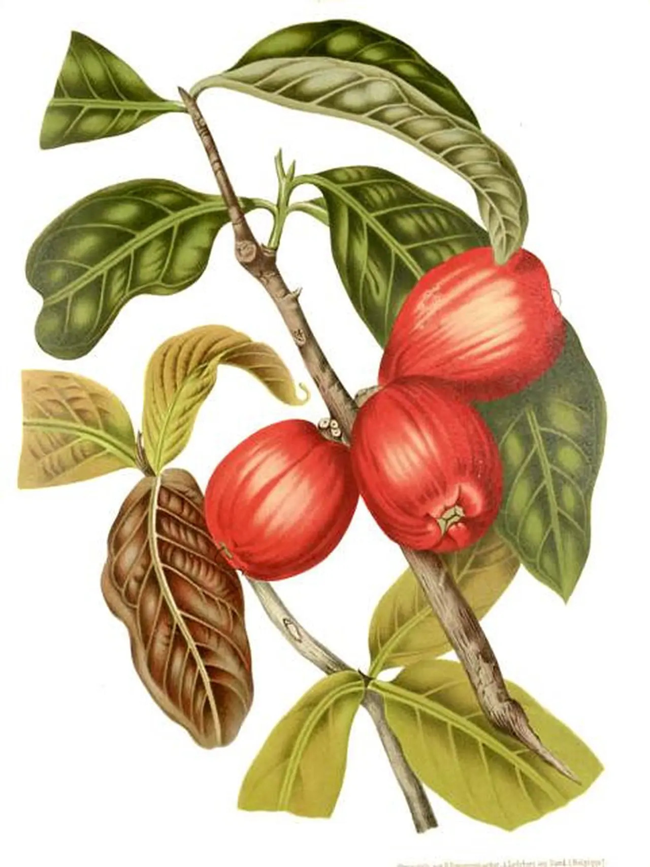 9 Jenis Jambu Air Termanis, Punya Keunggulannya Masing-masing - Hot ...