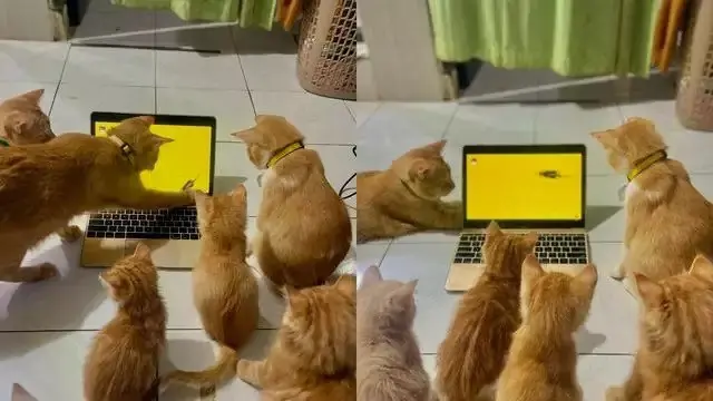 6 Potret Kucing Lagi Kumpul Ramai-Ramai, Jadi Sungkan Lewat - Hot ...