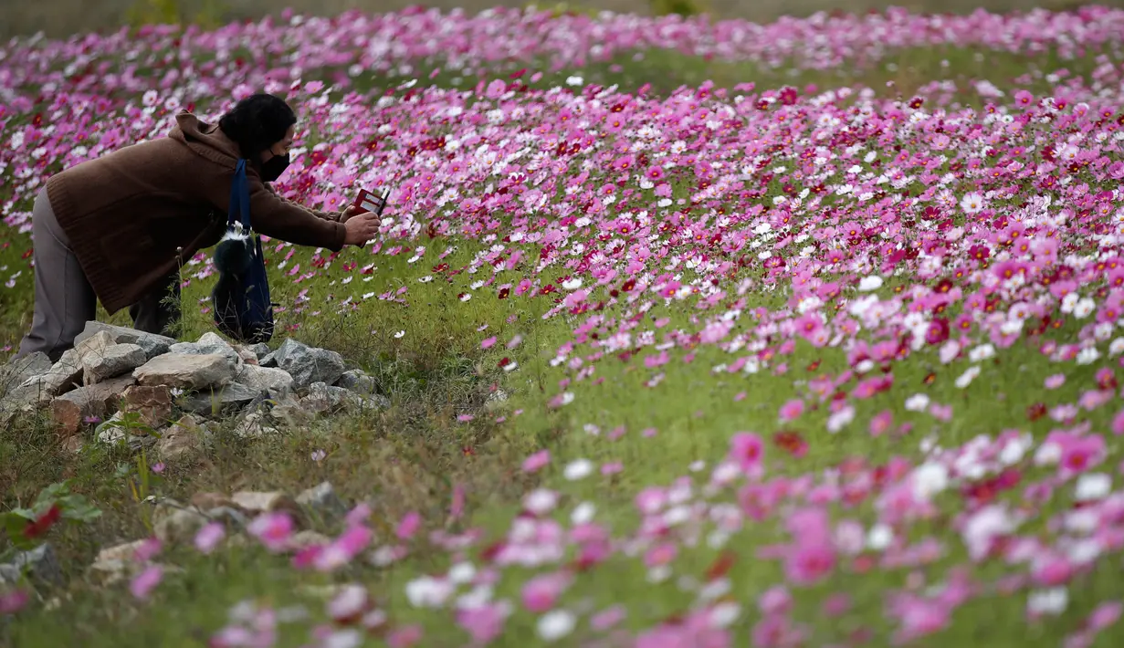 FOTO: Berwisata di Ladang Bunga Cosmos di Korsel - Foto Liputan6.com