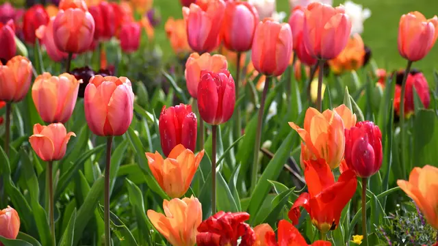 Cara Merawat Bunga Tulip agar Tumbuh Subur dan Mekar Indah di Indonesia