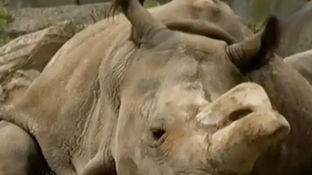 Spesies Badak Putih Utara Makin Terancam Punah - TV Liputan6.com