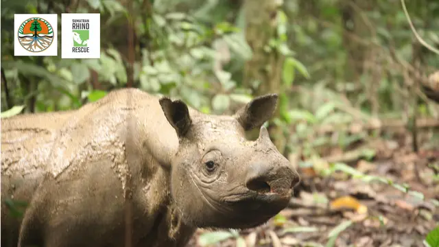 Operasi Penyelamatan Pahu di Kalimantan - Regional Liputan6.com